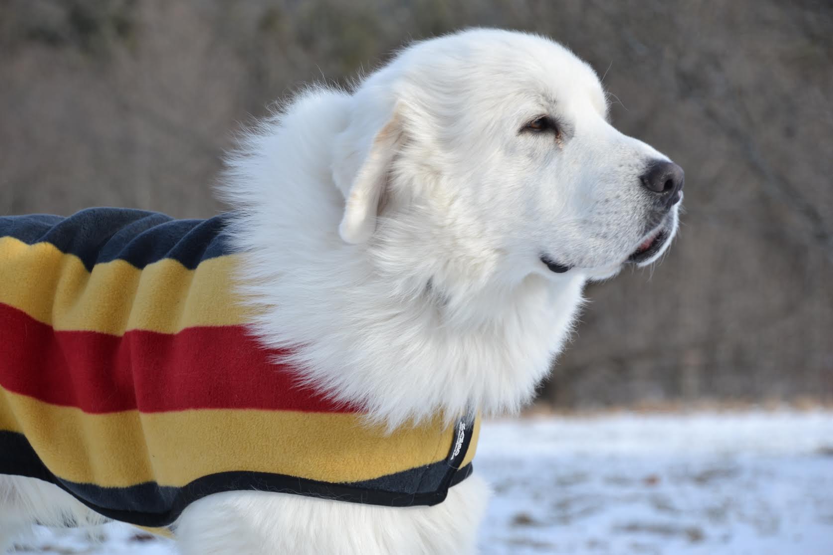 Reasons Big Dogs Are The Best Dogs reasons-big-dogs-are-the-best-dogs