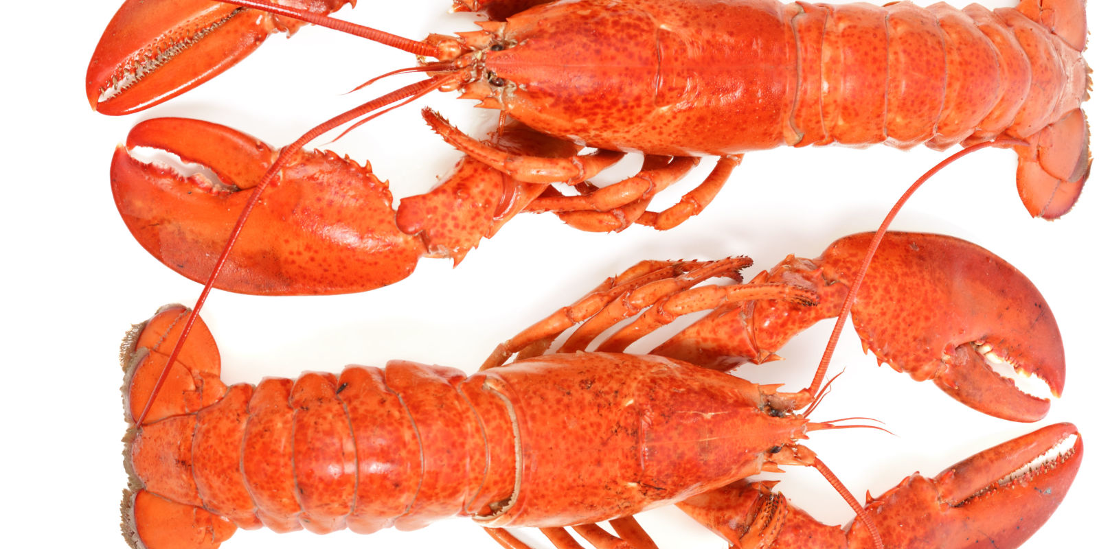 Lobster Facts - National Lobster Day