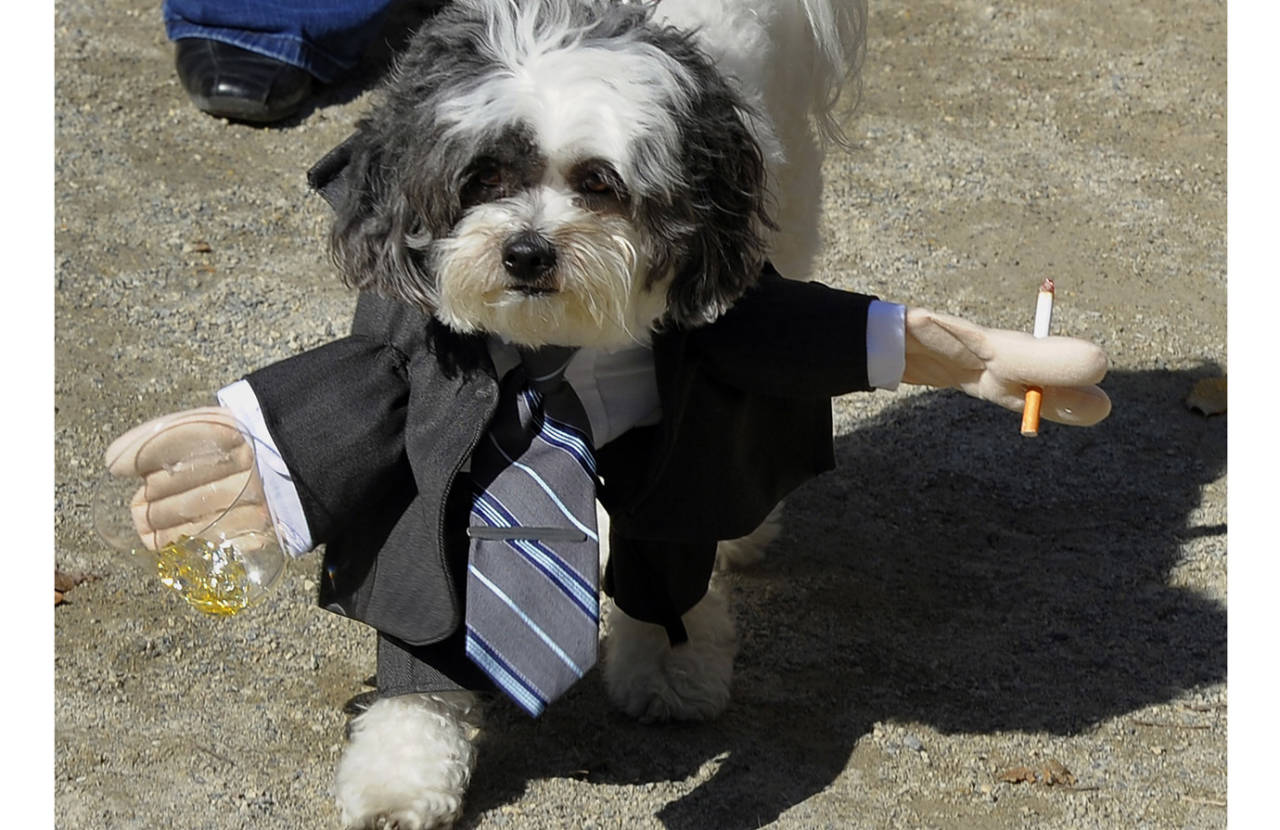 14 Best Dog Halloween Costumes - Cute Costumes for Pets
